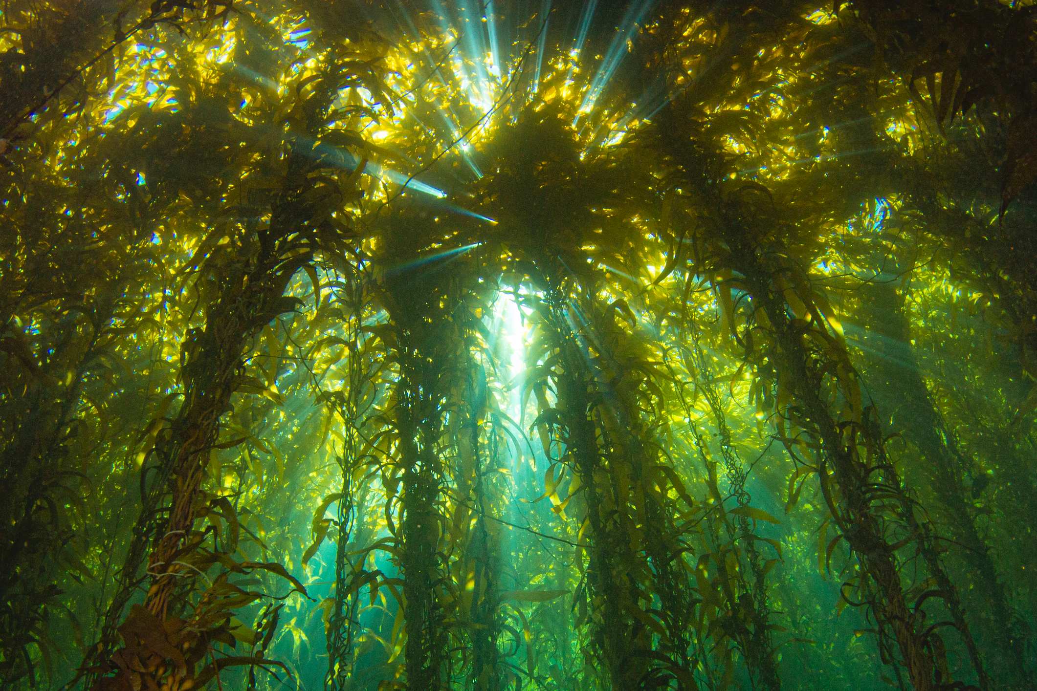 Seaweed a hope to capture carbon and help cool the planet - ABC listen