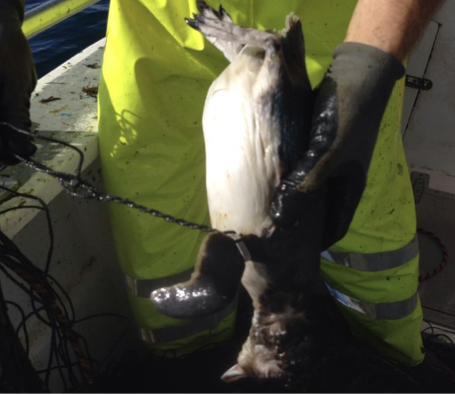 Envoy Foundation uses new report to reignite calls for end to NSW Shark ...