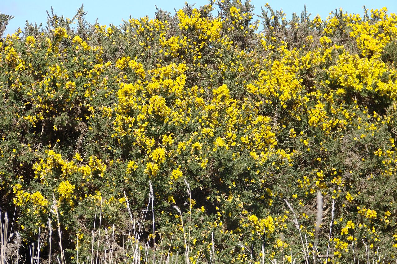 Tasmanian Country Hour - ABC listen