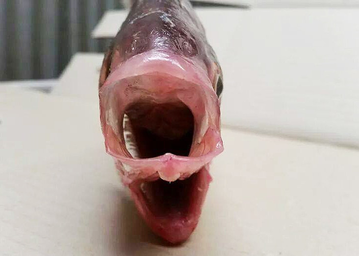 Bony bream with two mouths caught at SA's Lake Bonney - ABC News