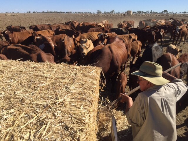Still waiting for rain: Graziers grateful for hay donations easing ...