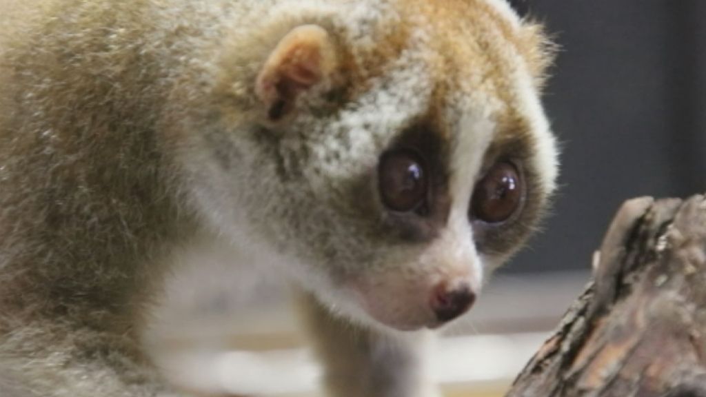 Slow lorises debut at Perth Zoo - ABC News