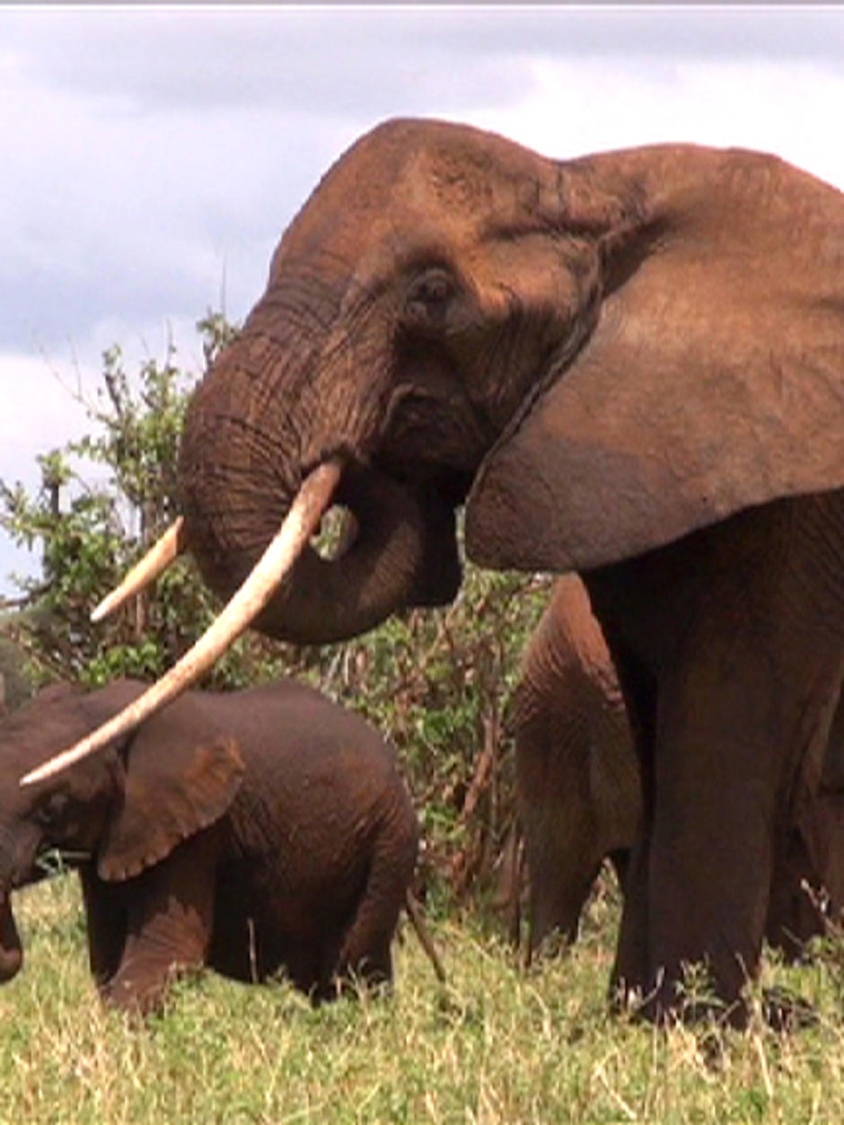 First impressions of Kenya - ABC listen