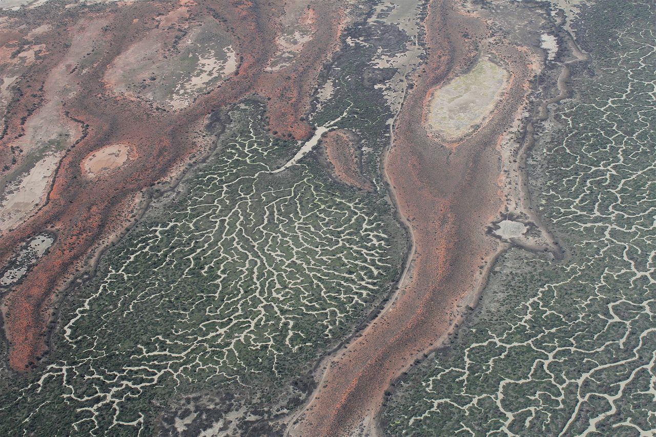 Flooding Channel Country fattens cattle for fourth year - ABC News