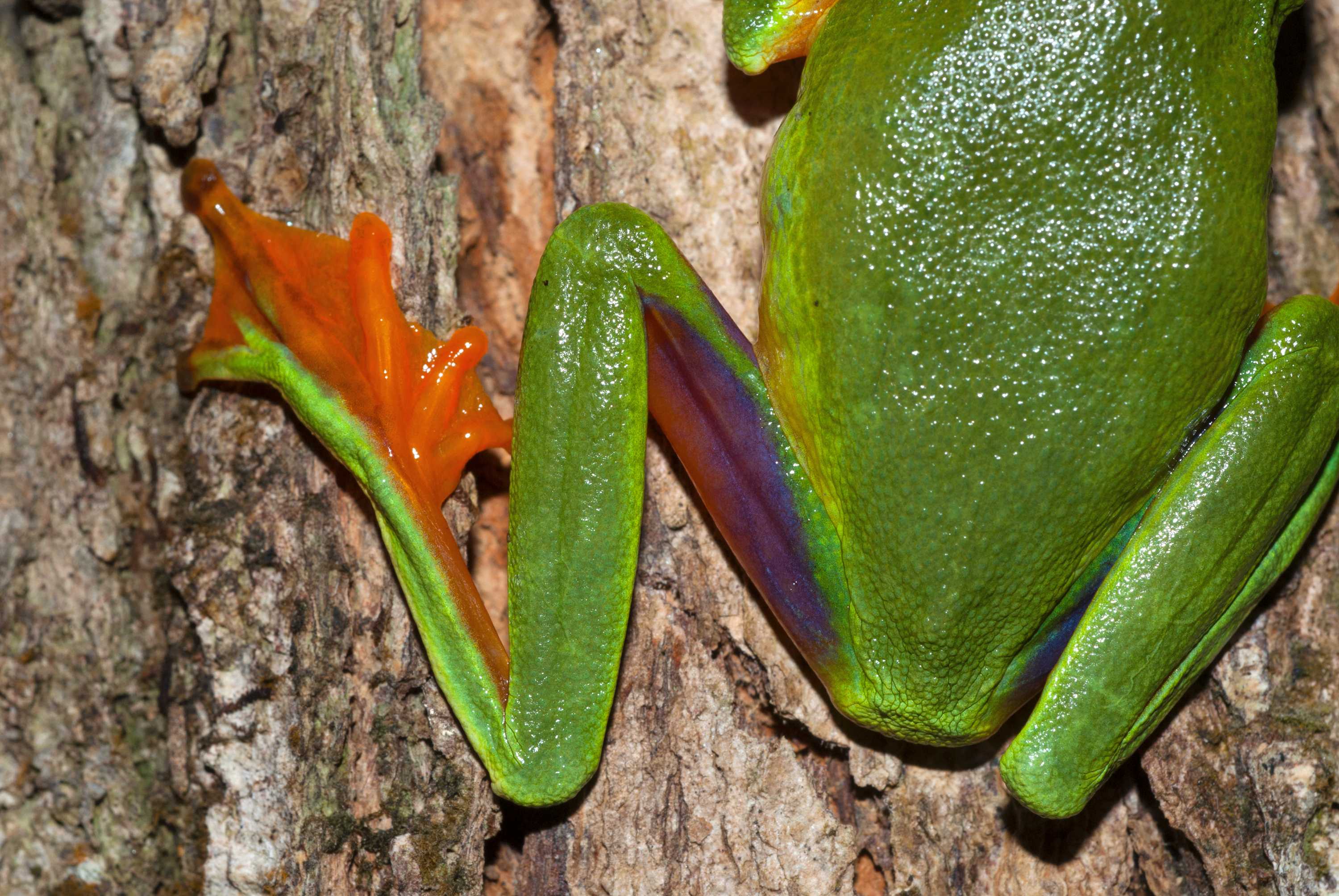 Scientists discover new 'rainbow' Cape York graceful tree frog - ABC News
