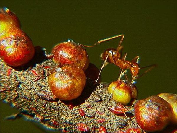Crazy ants upset island's ecosystem - ABC News