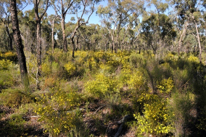 Educator Notes: Gamilaraay - ABC Kids listen