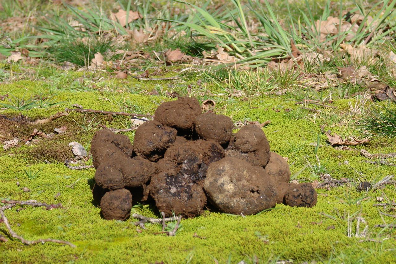 Manjimup truffles head into Asia - ABC News