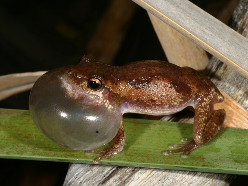 New "screaming" and "bleating" frog species identified - ABC listen