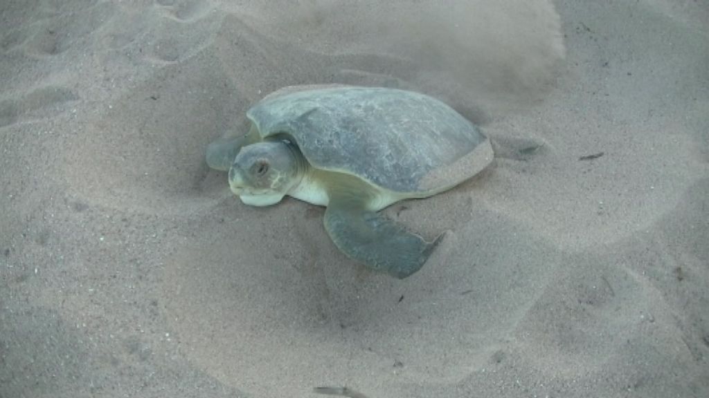 Satellite-tracking the elusive flatback turtle - ABC News
