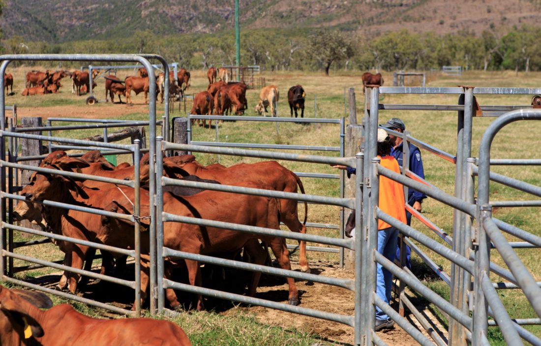 Lotus Glen prison farm gives inmates sense of purpose, agricultural ...