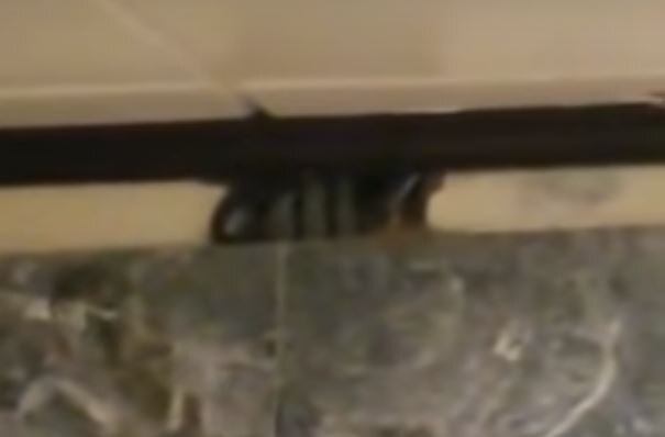 Snake infestation forces Liberian President George Weah out of his ...