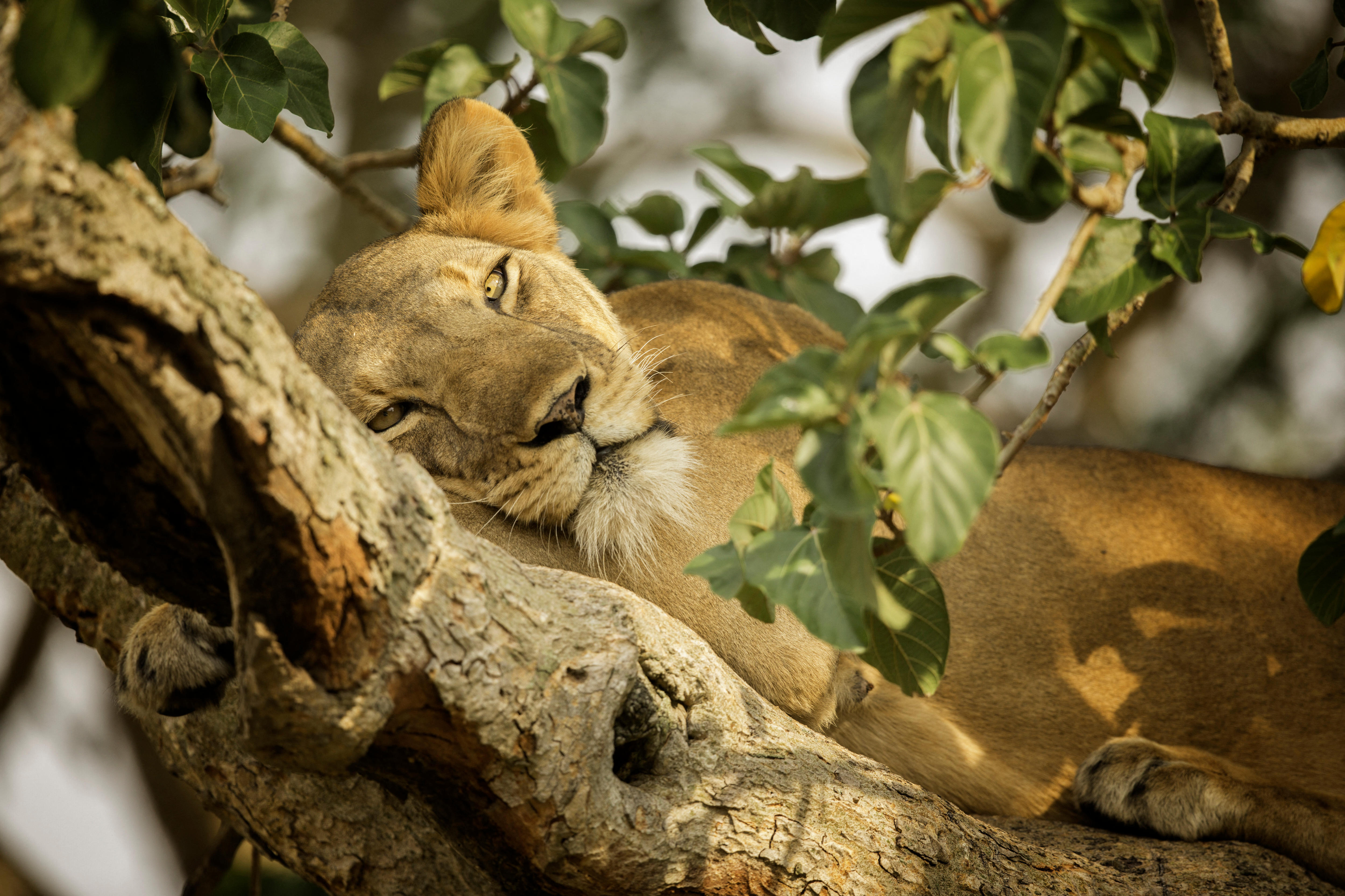 Uganda - Location - ABC News