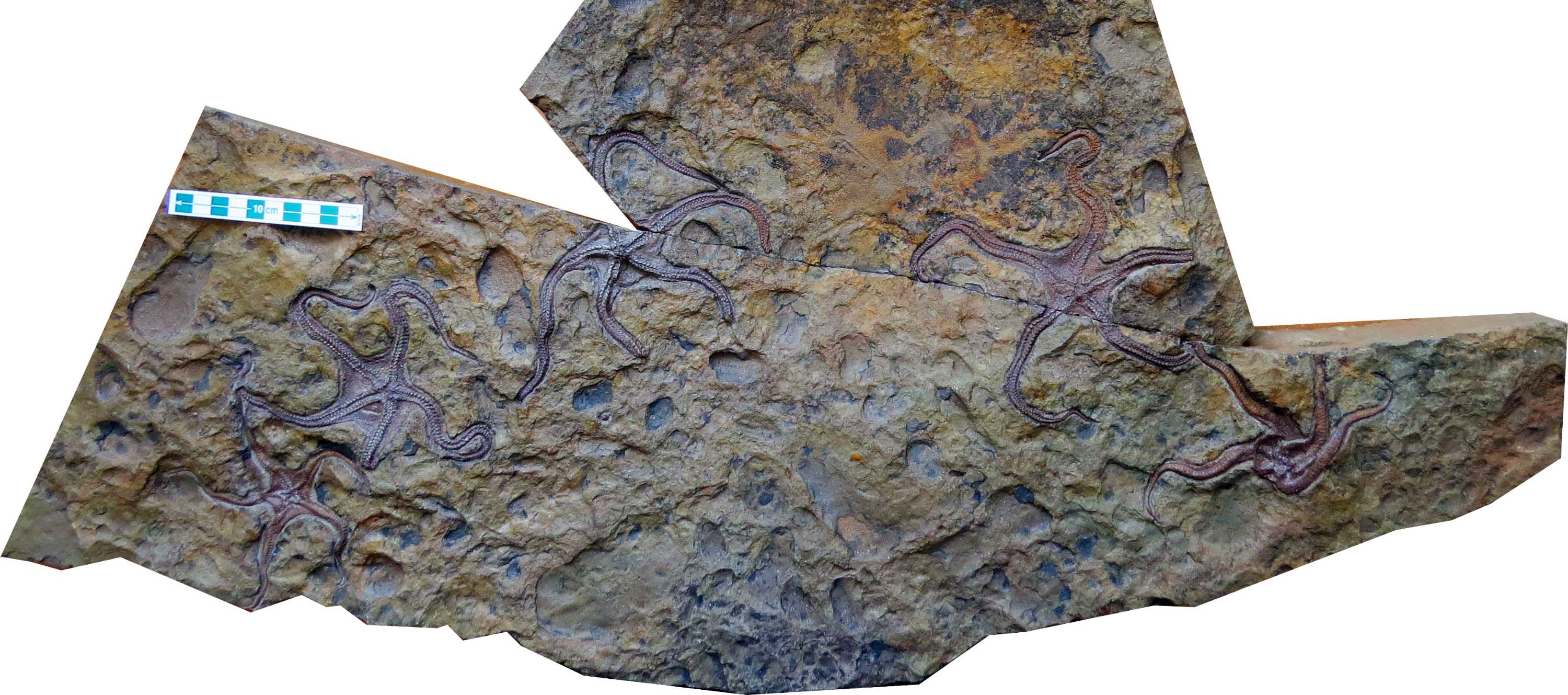 275-million-year-old starfish-like fossils unearthed in remote inland ...