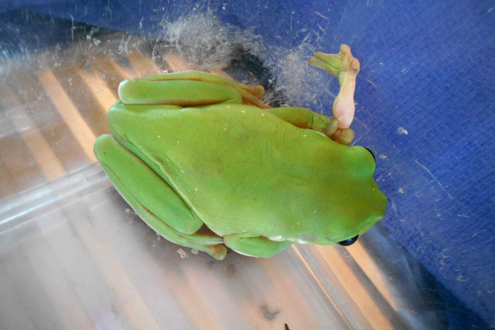 Leg amputation offers five-legged green tree frog the chance to thrive ...