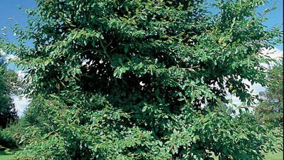 Fagus - Gardening Australia