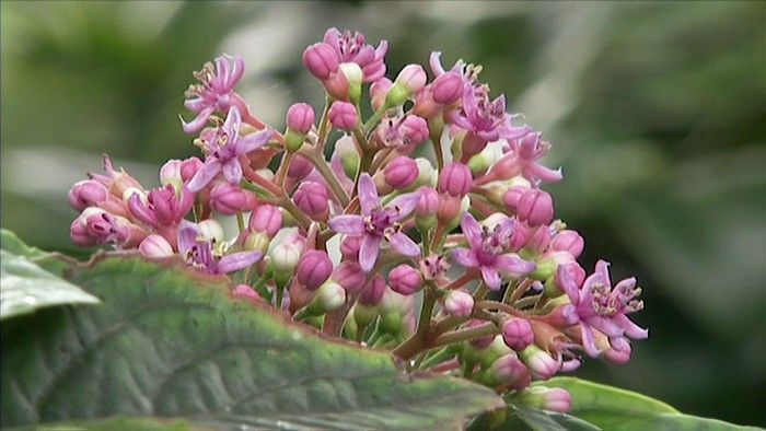 Evergreen Hydrangea - Gardening Australia