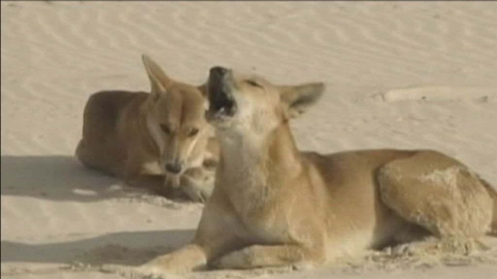Early Australian migration wave linked to first dingoes - ABC News
