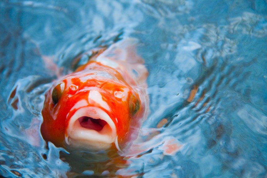 Koi couple open up on fishy tale of romance - ABC listen