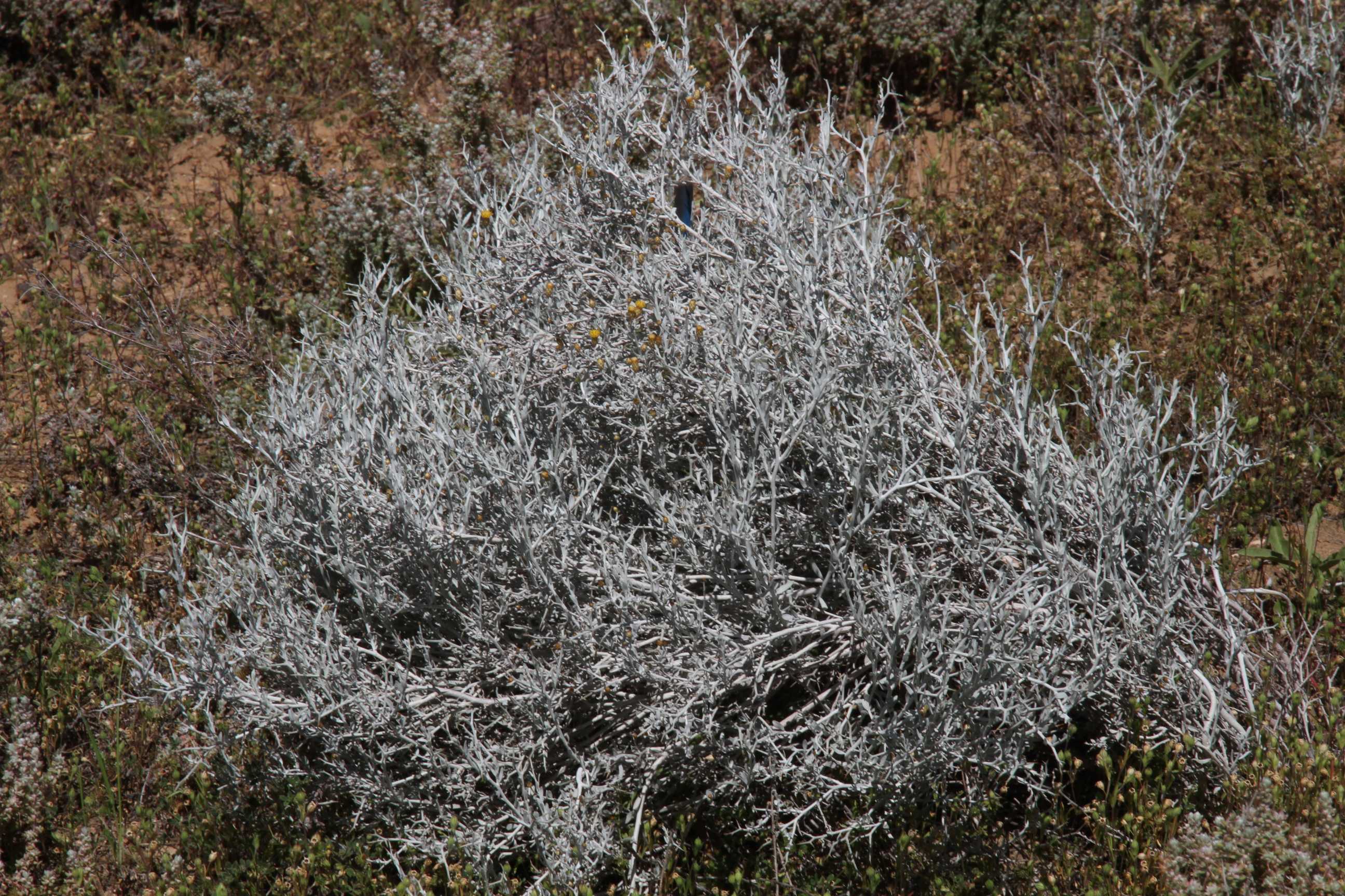 One of Australia's rarest plants, the spiny daisy, coming back from the ...