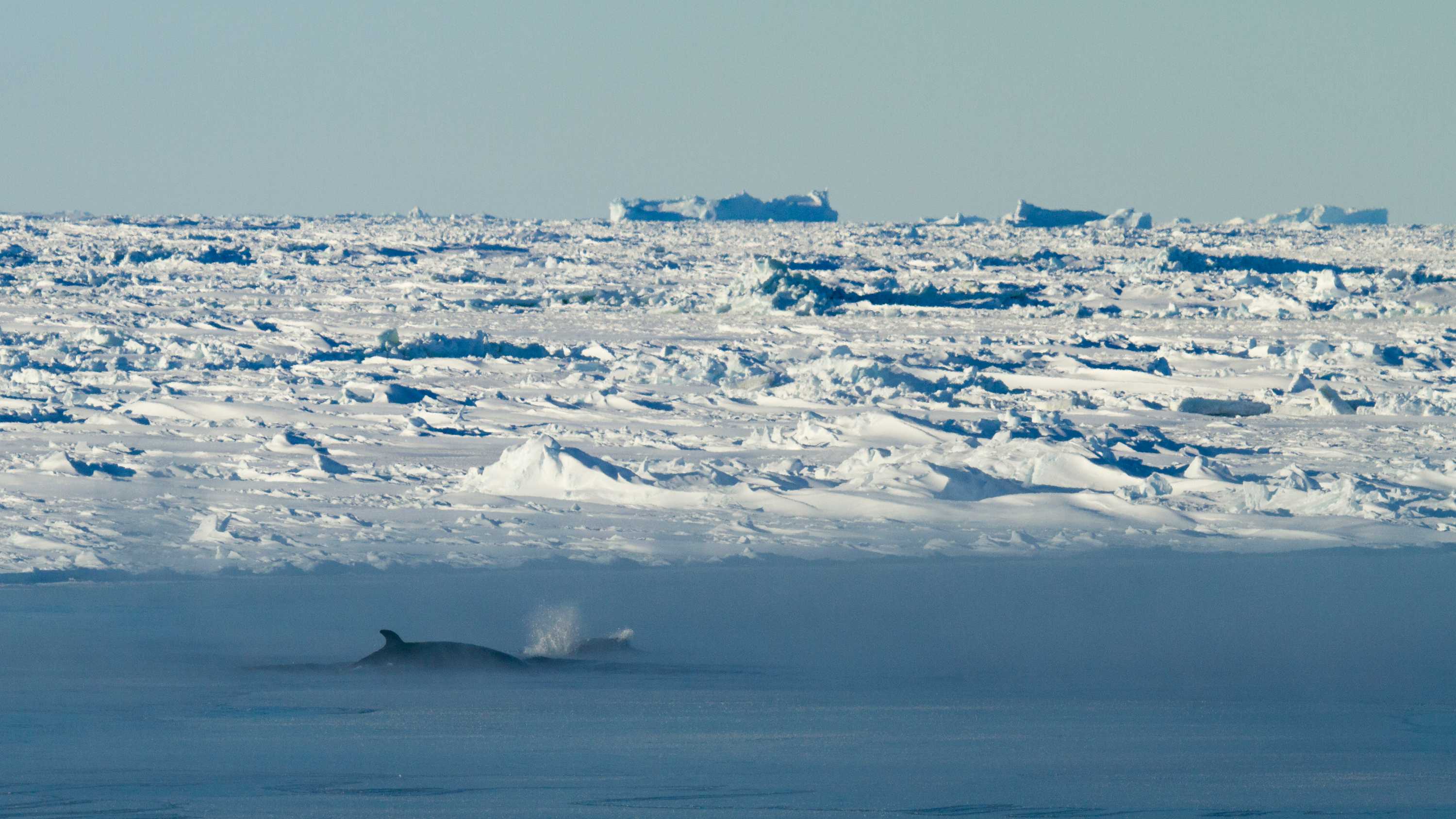Antarctic parasite found in great numbers, changing scientists' view of ...