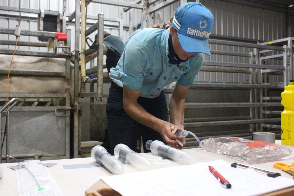 WA vet Matt Carrick's cattle embryo-collection facility receives export ...