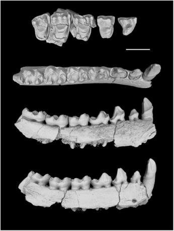 Scientists uncover fossils that show why humans did not evolve in Asia ...