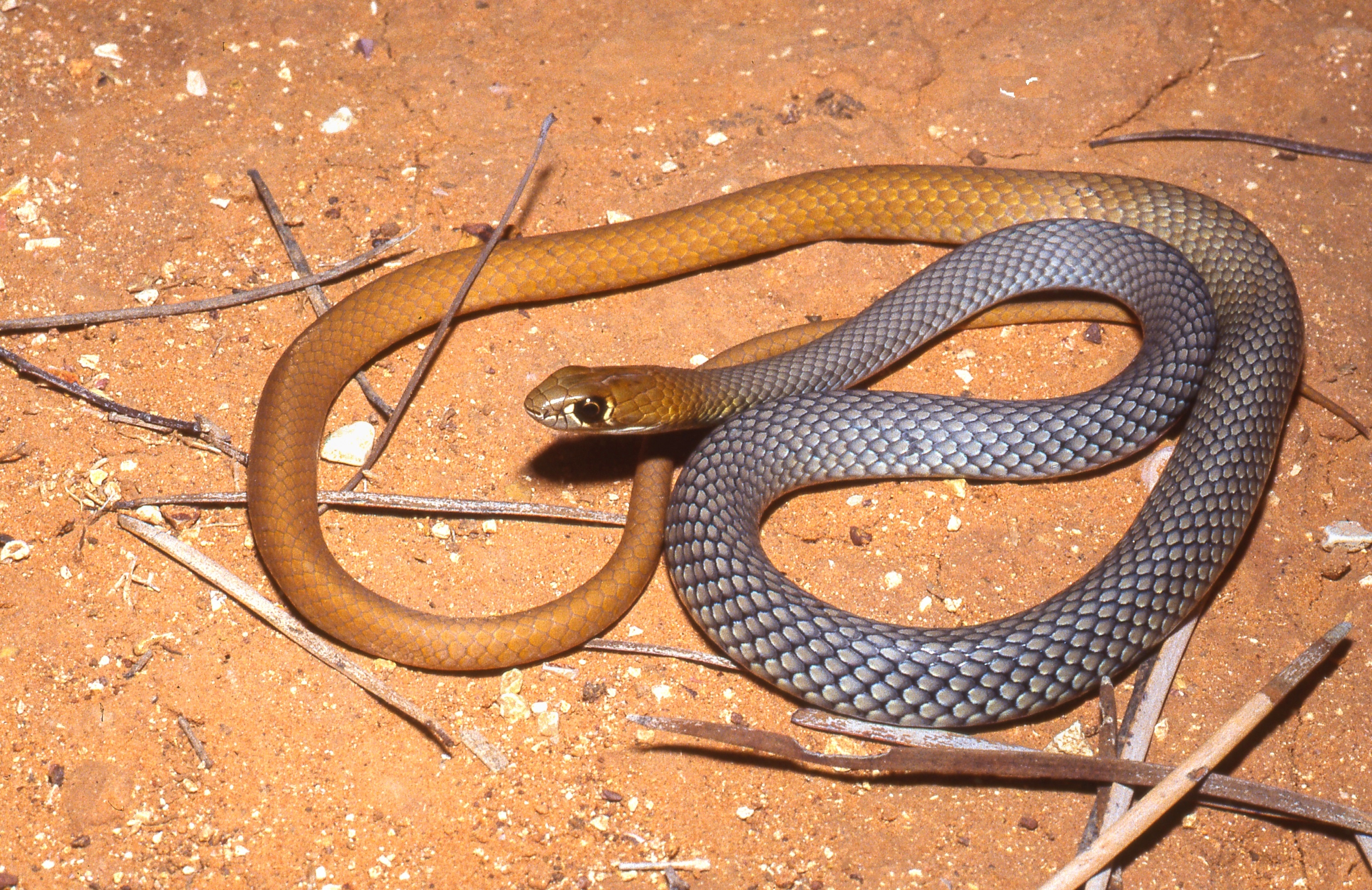 New venomous species of snake commonly found in Central Australia ...