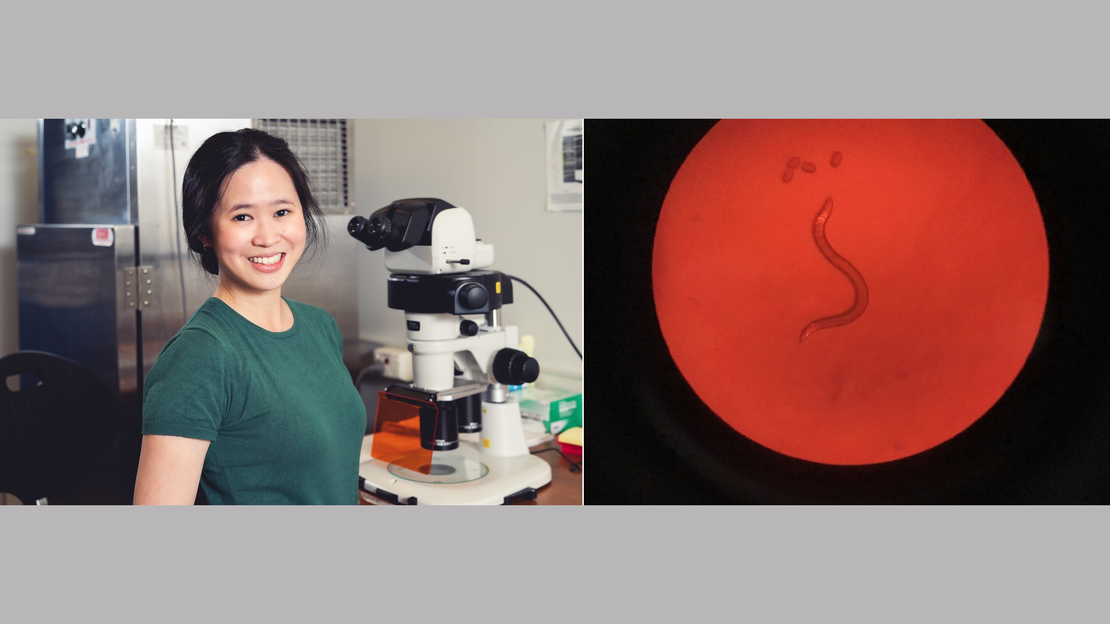 Worms reveal secrets of their brains, and ours - ABC listen