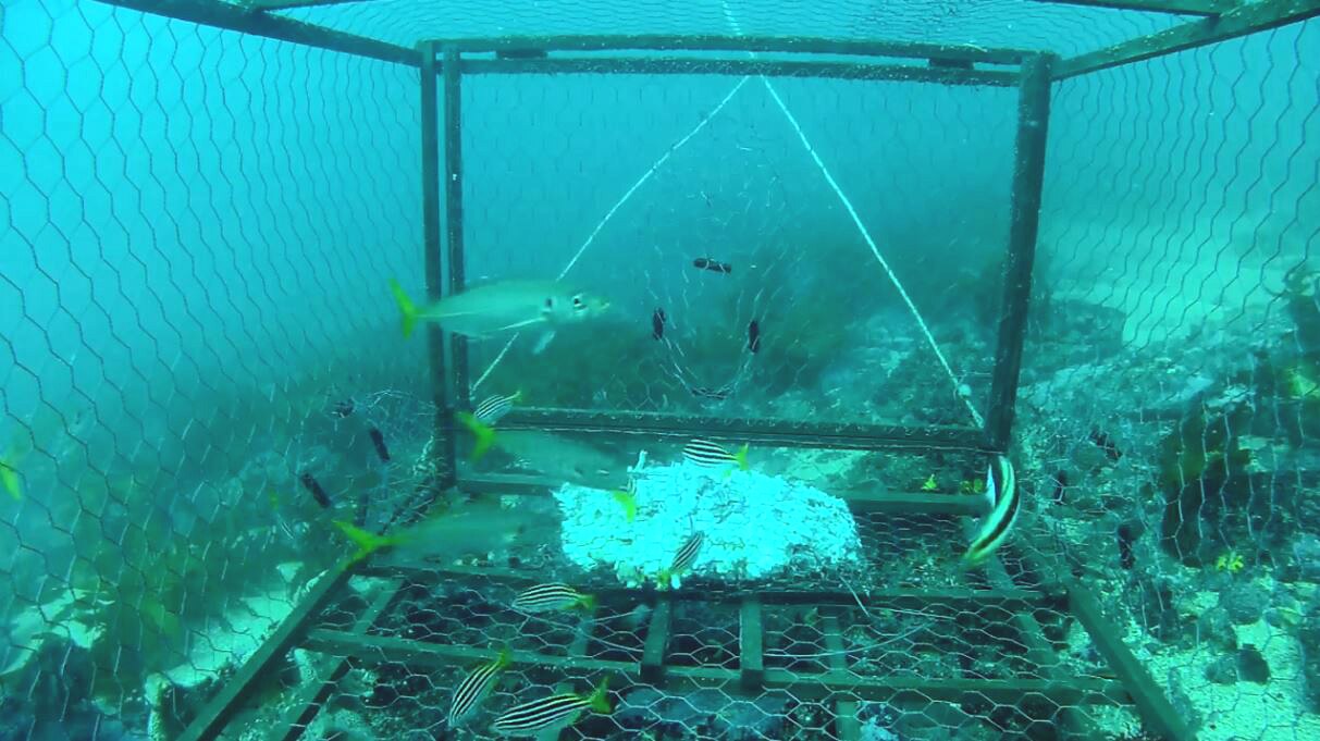 Simple magnets deter sharks from fish traps and boost catch - ABC News