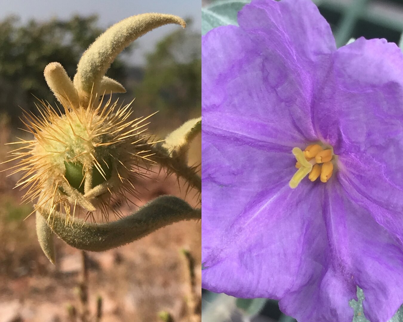 Unusual bush tomato with ladder-like features discovered in Northern ...