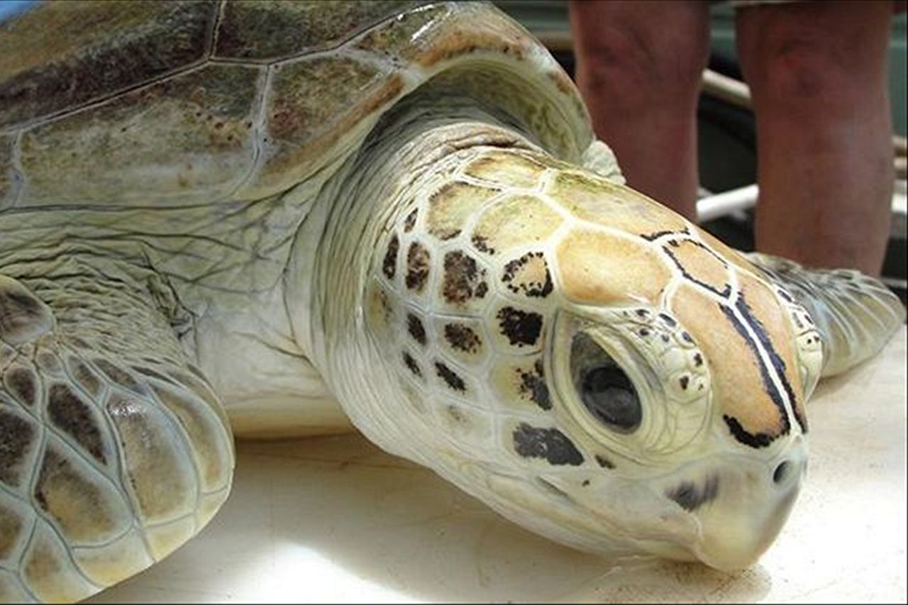 Exmouth vet on a mission to create new specialist turtle hospital in ...