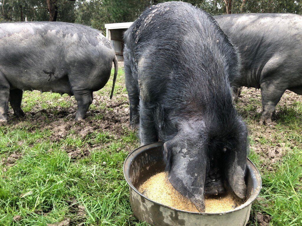 Farmers revive rare pig breeds left behind by large-scale commercial ...