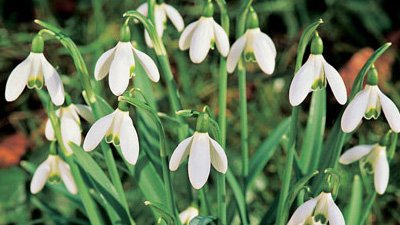 Galanthus - Gardening Australia