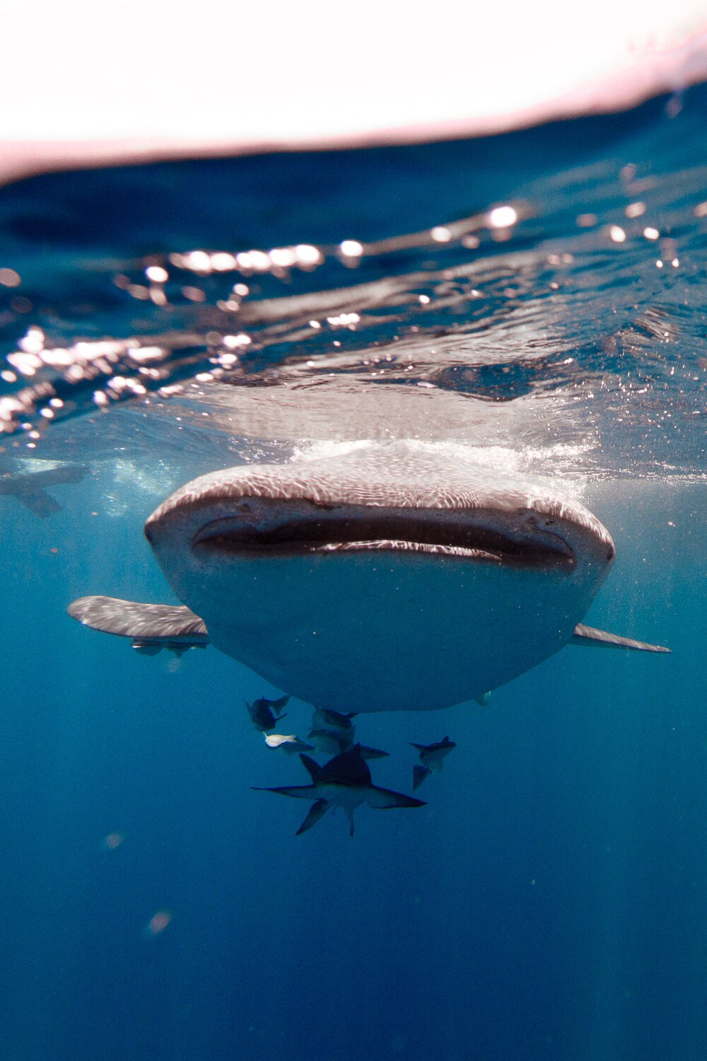 Giants of the deep harbour many secrets - ABC listen