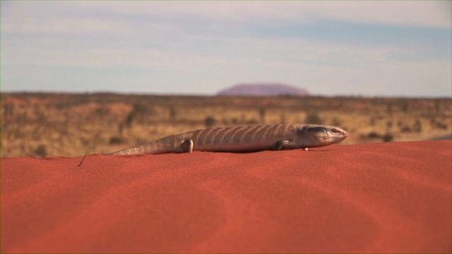 ABC Open: Postcard from Uluru - ABC Education