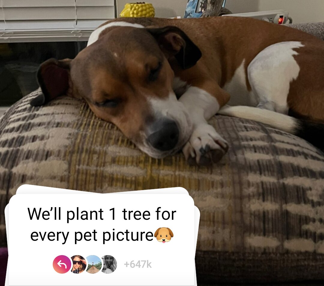 Instagram pledge to plant trees for pet pics goes way too viral for ...