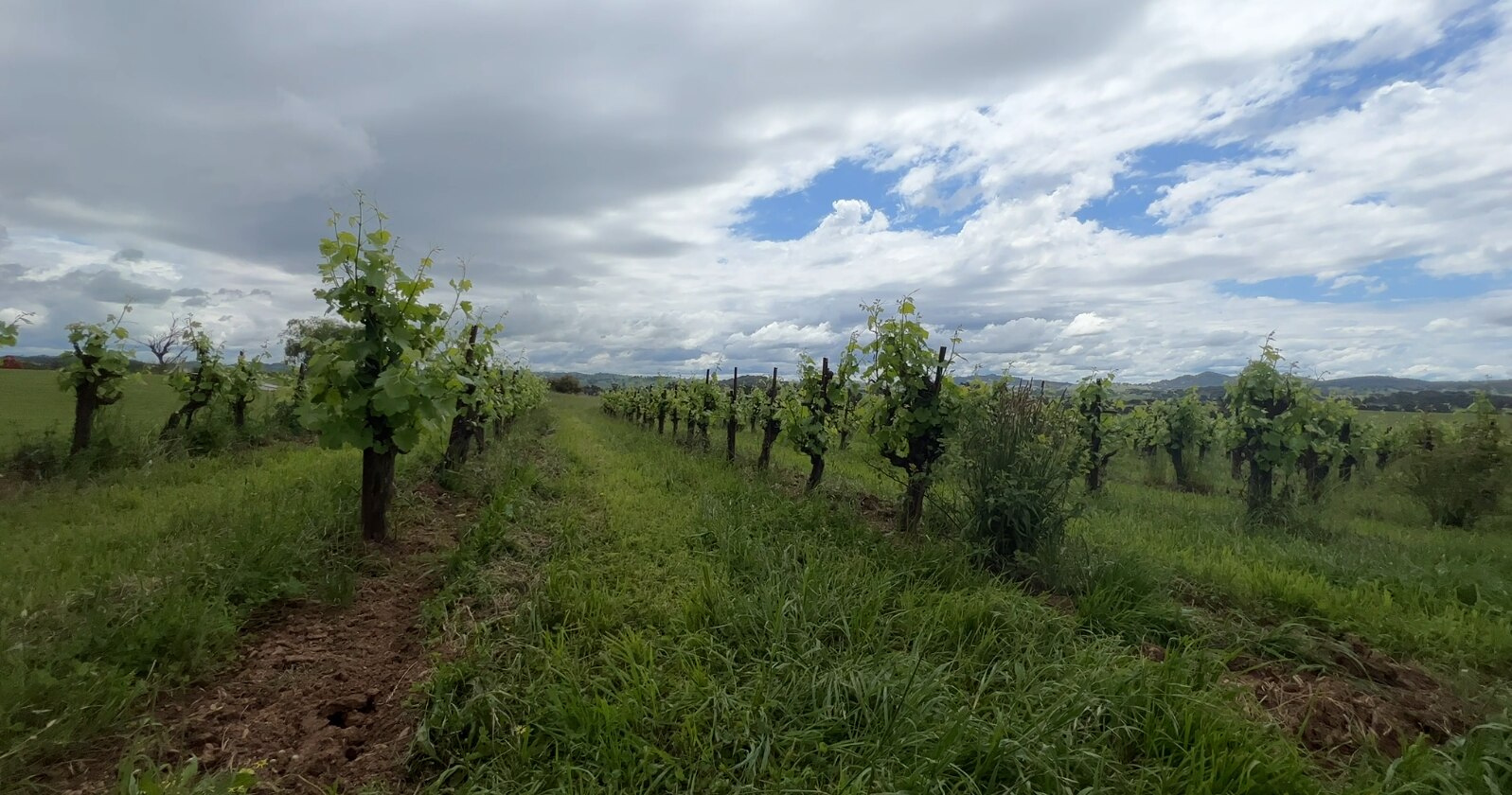 Burrundulla Solar Project in doubt after NSW government changes ...