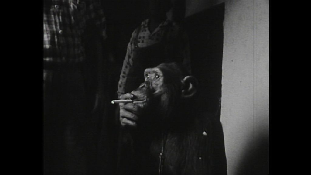 Jimmy the Chimp was often seen smoking cigarettes. - ABC News