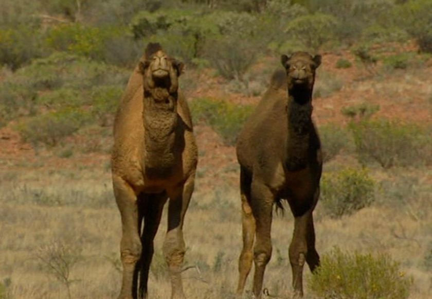 Indigenous hope for camel control - ABC News