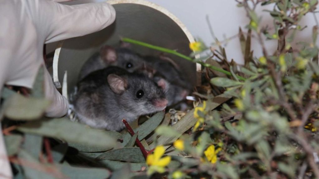 Food and flowers are helping endangered smoky mouse get hot and steamy ...