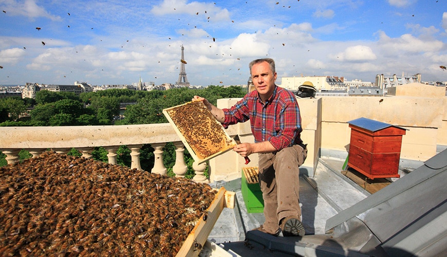 Notre Dame's bees still buzzing - Behind The News