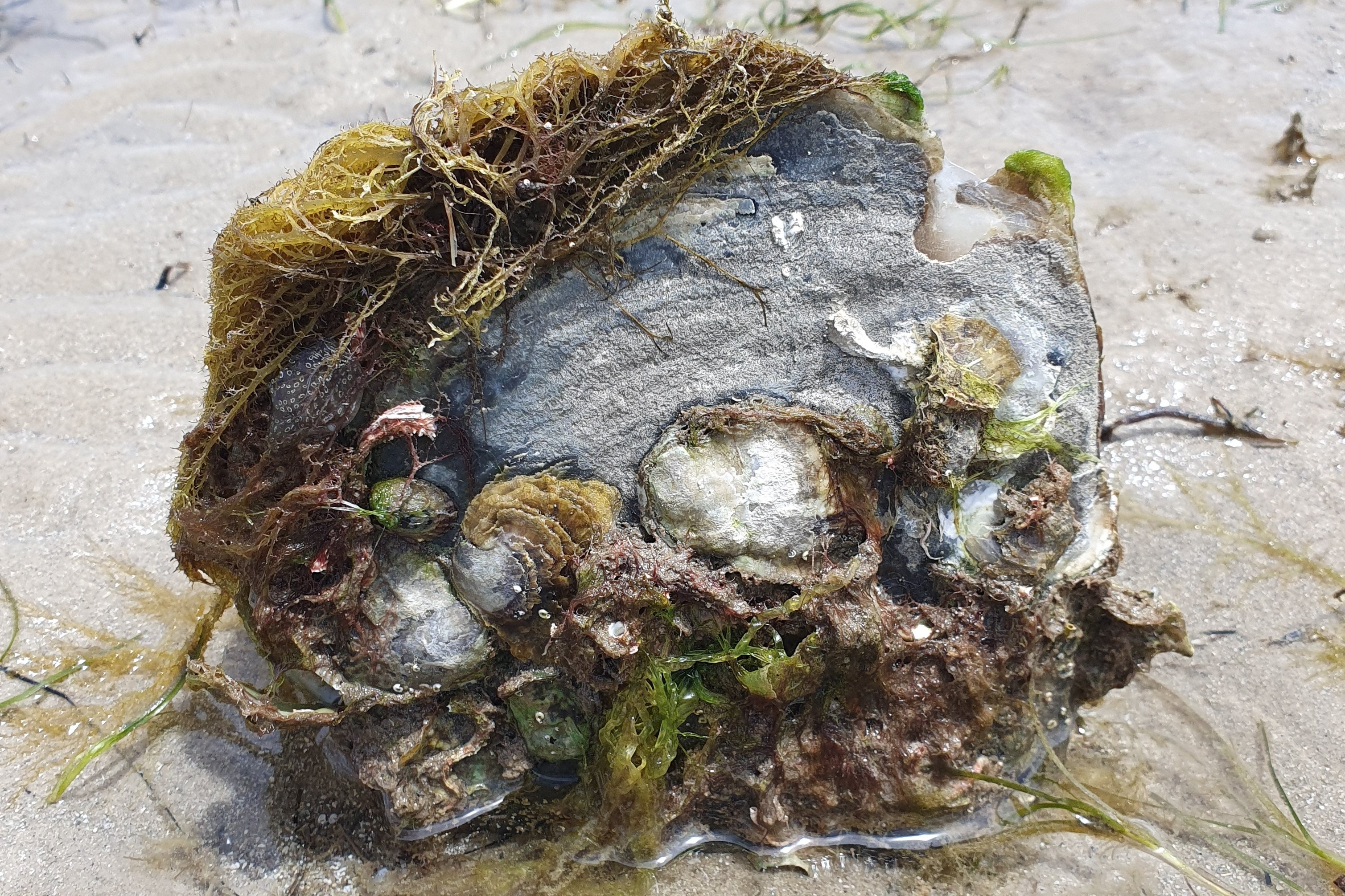 Hercules whelk discovered in Adelaide's Port River as razorfish beds ...
