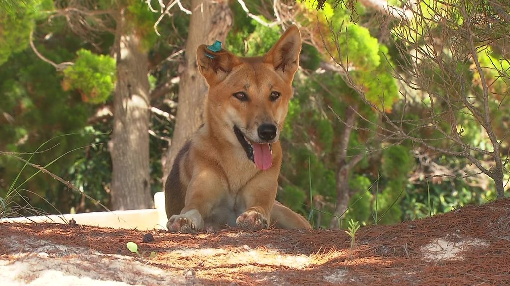Campers on Queensland's heritage listed K'gari (Fraser Island) warned ...