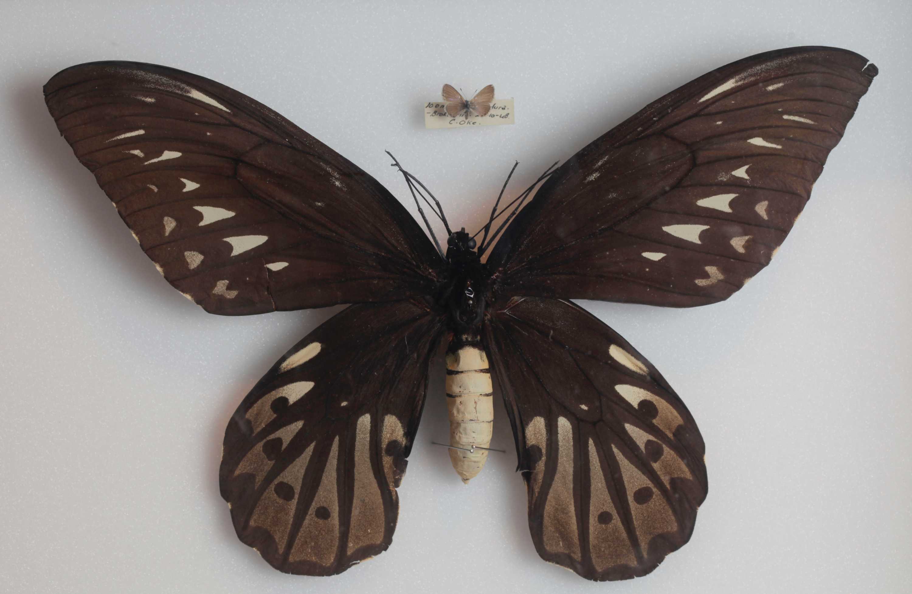 The biggest butterfly of all - ABC listen