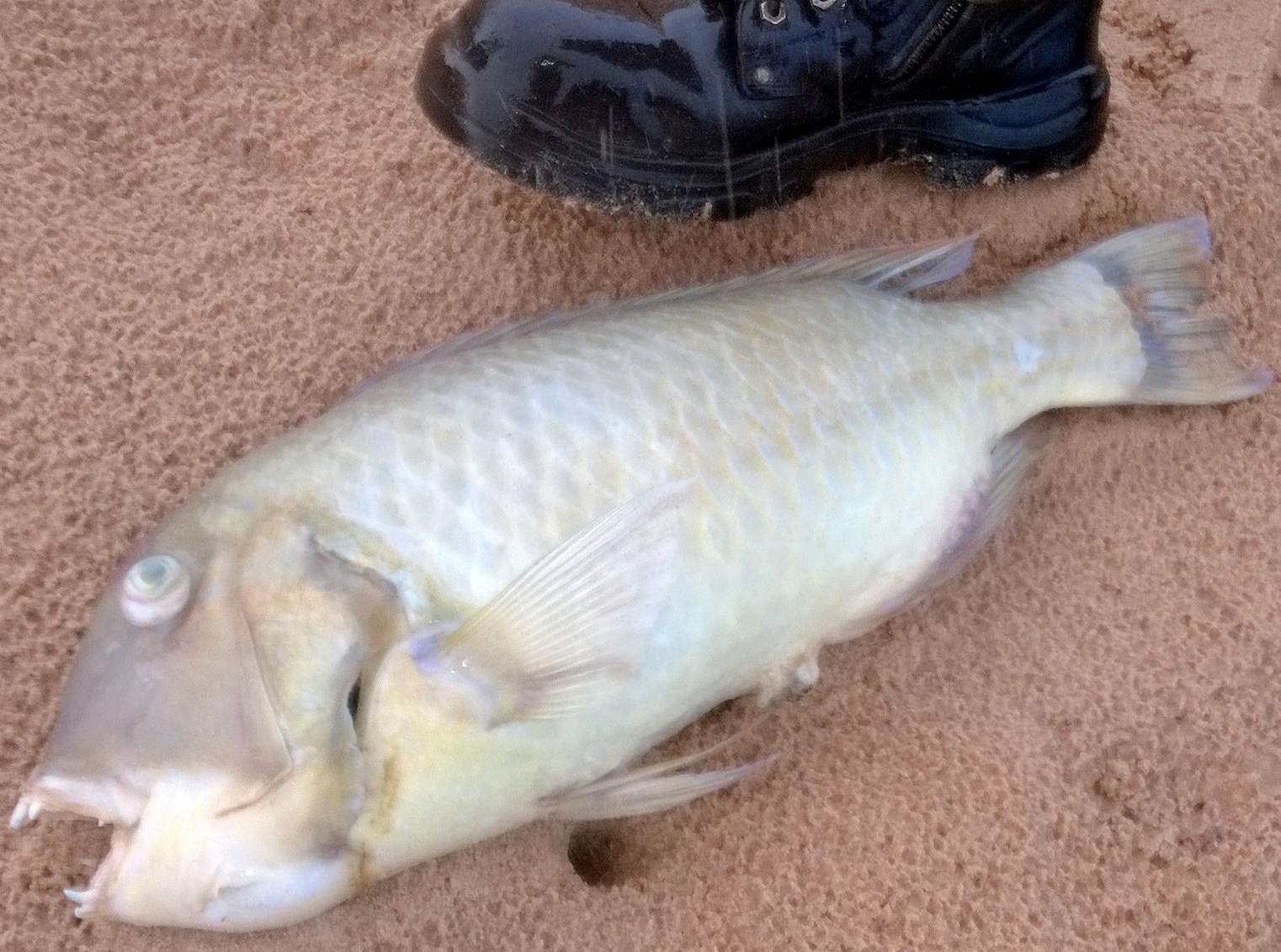 Large-scale fish kill on Kimberley beaches a mystery, fisheries ...
