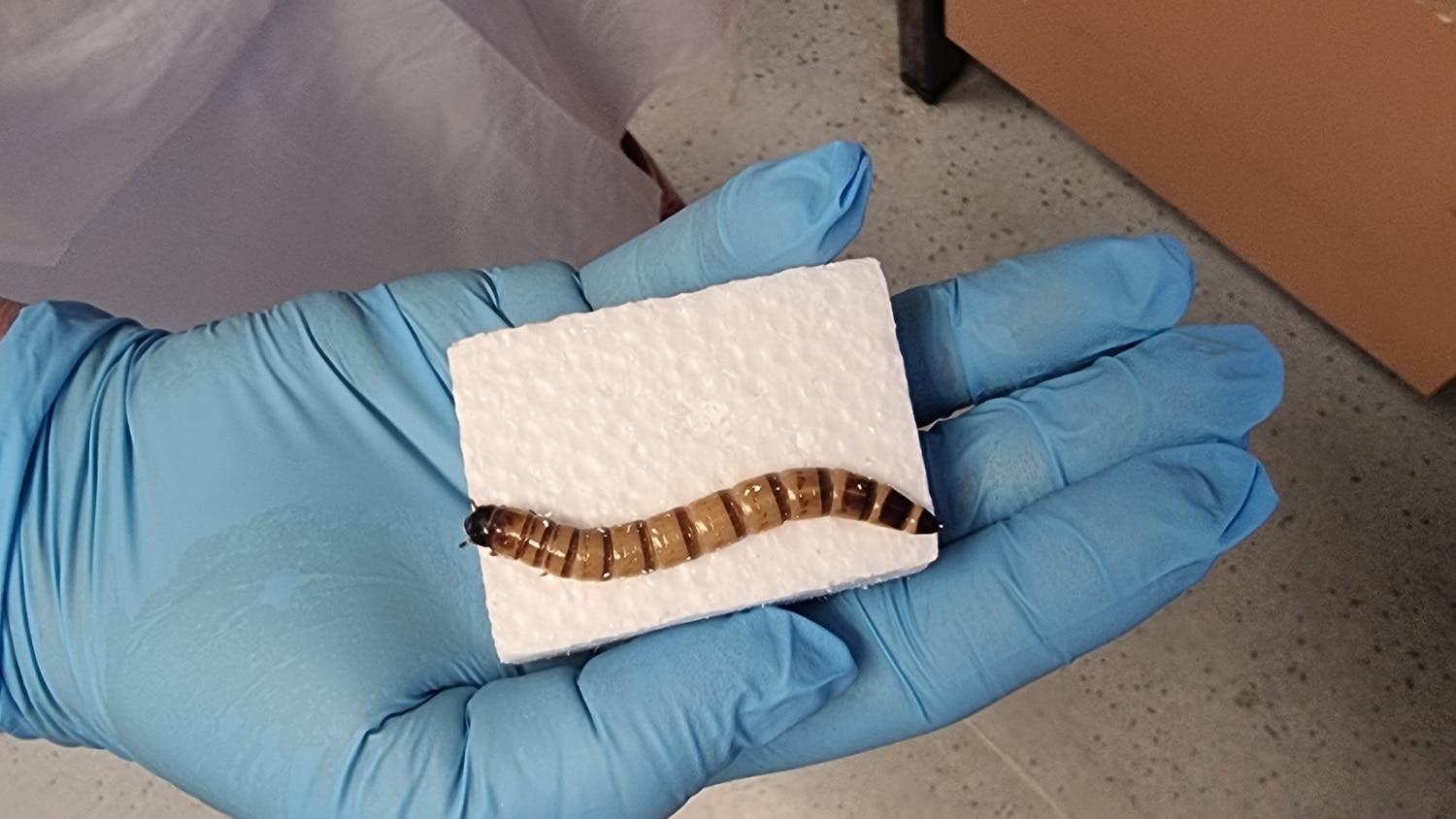 Polystyrene-eating superworms may help develop new ways to dispose of ...