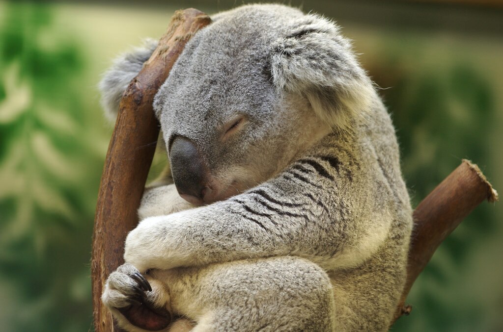Koala retrovirus leads scientists to discover 'second immune system ...