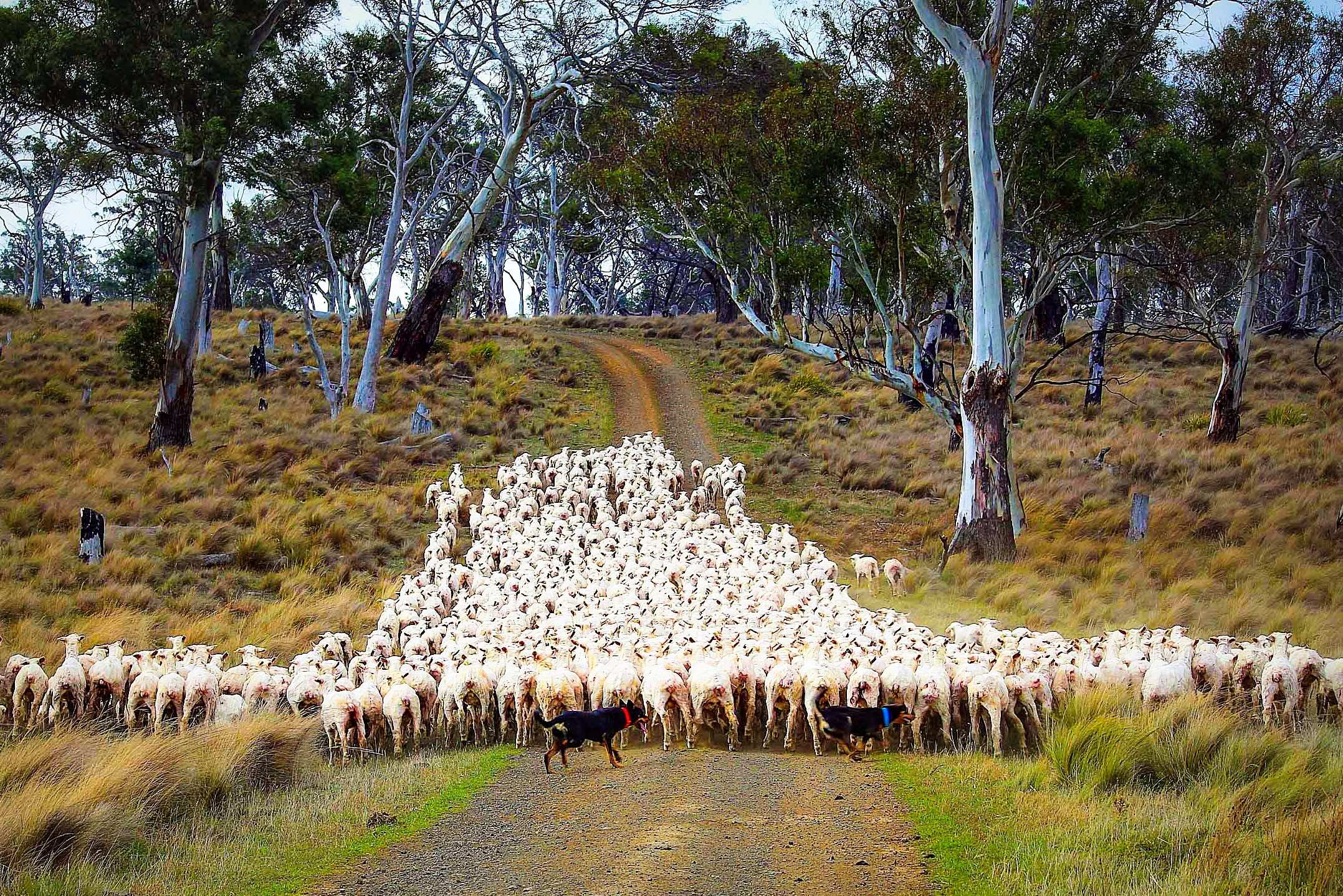 Counting sheep as they jump the virtual fence - ABC listen