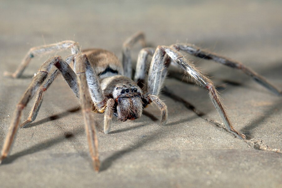Untangling the web of fear around spiders - ABC listen